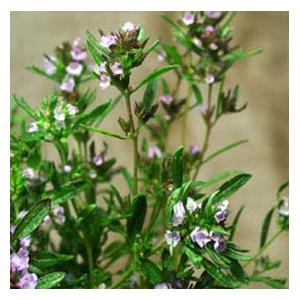 Organic Summer Savory Seeds - Harrod Horticultural (UK)