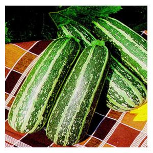 Organic Tiger Cross Marrow Seeds - Harrod Horticultural