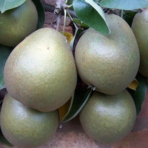 Organic Worcester Black Pear Tree - Harrod Horticultural