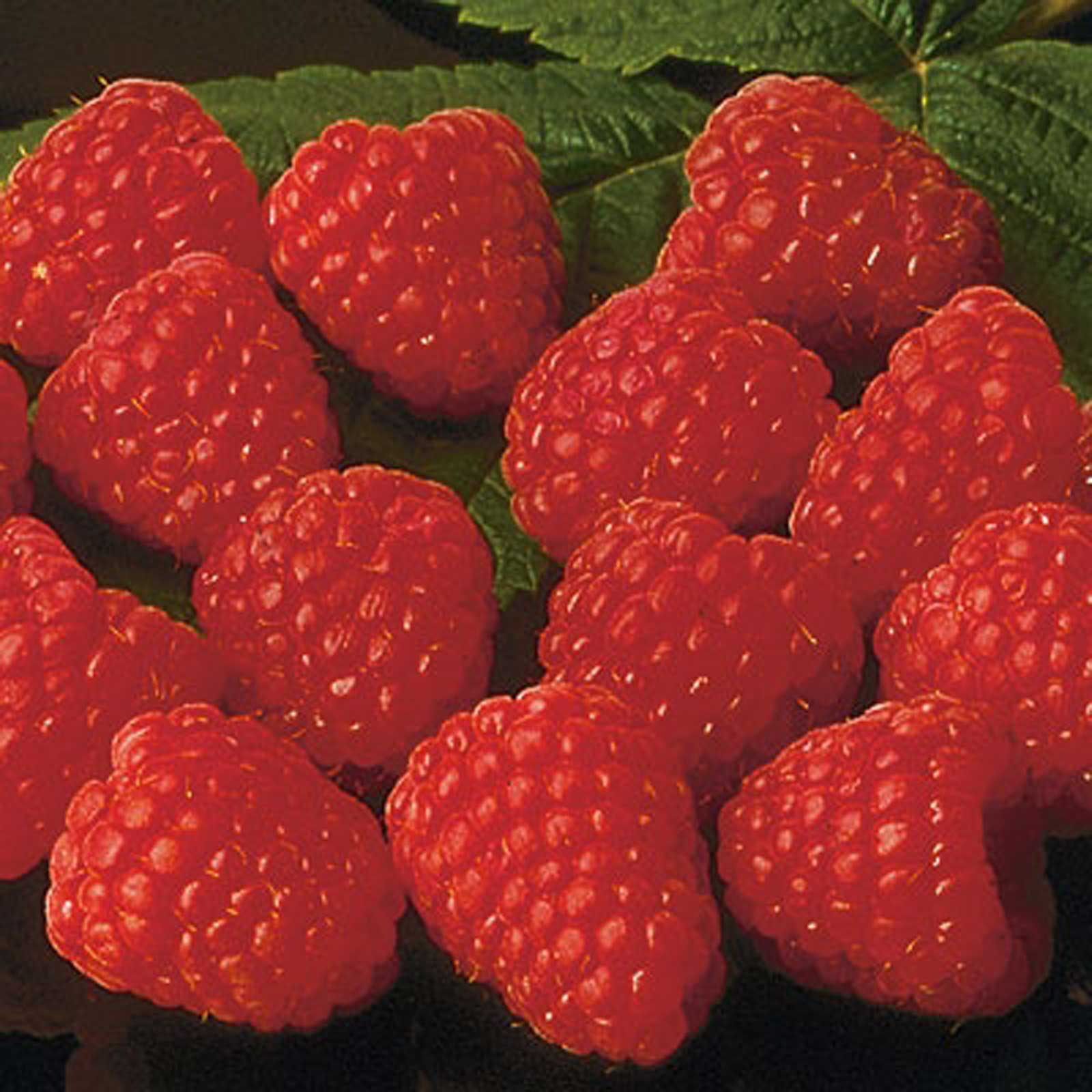 Raspberry Autumn Bliss (pack of 6 canes) - Harrod Horticultural