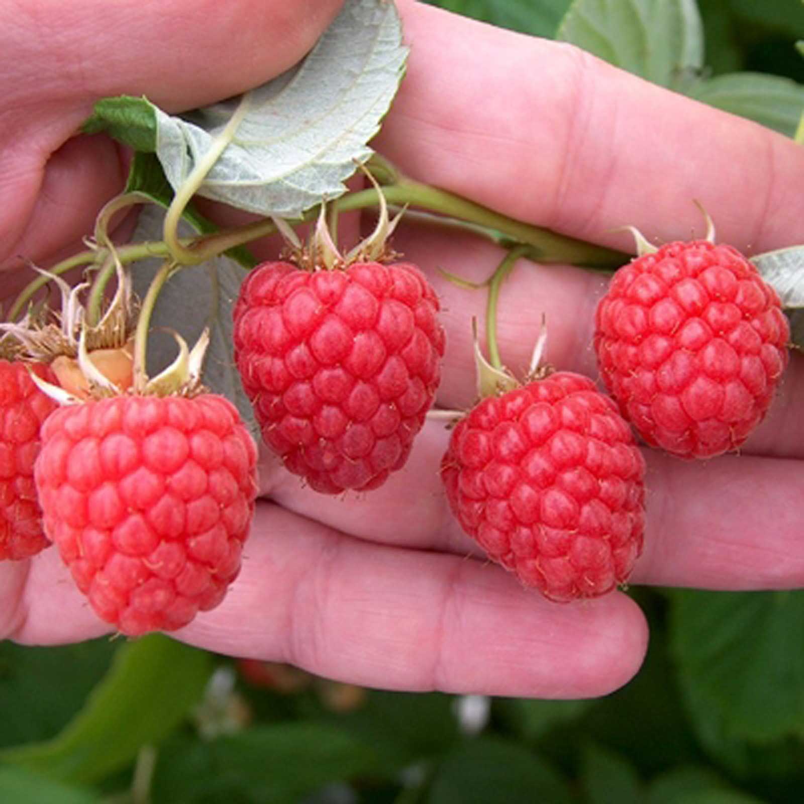 Raspberry Glen Fyne (pack of 6 canes) - Harrod Horticultural