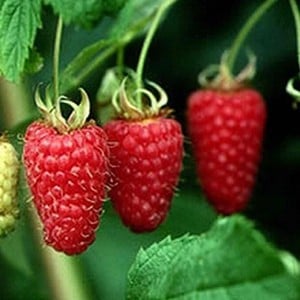 Raspberry Malling Minerva (pack of 6 canes) - Harrod Horticultural