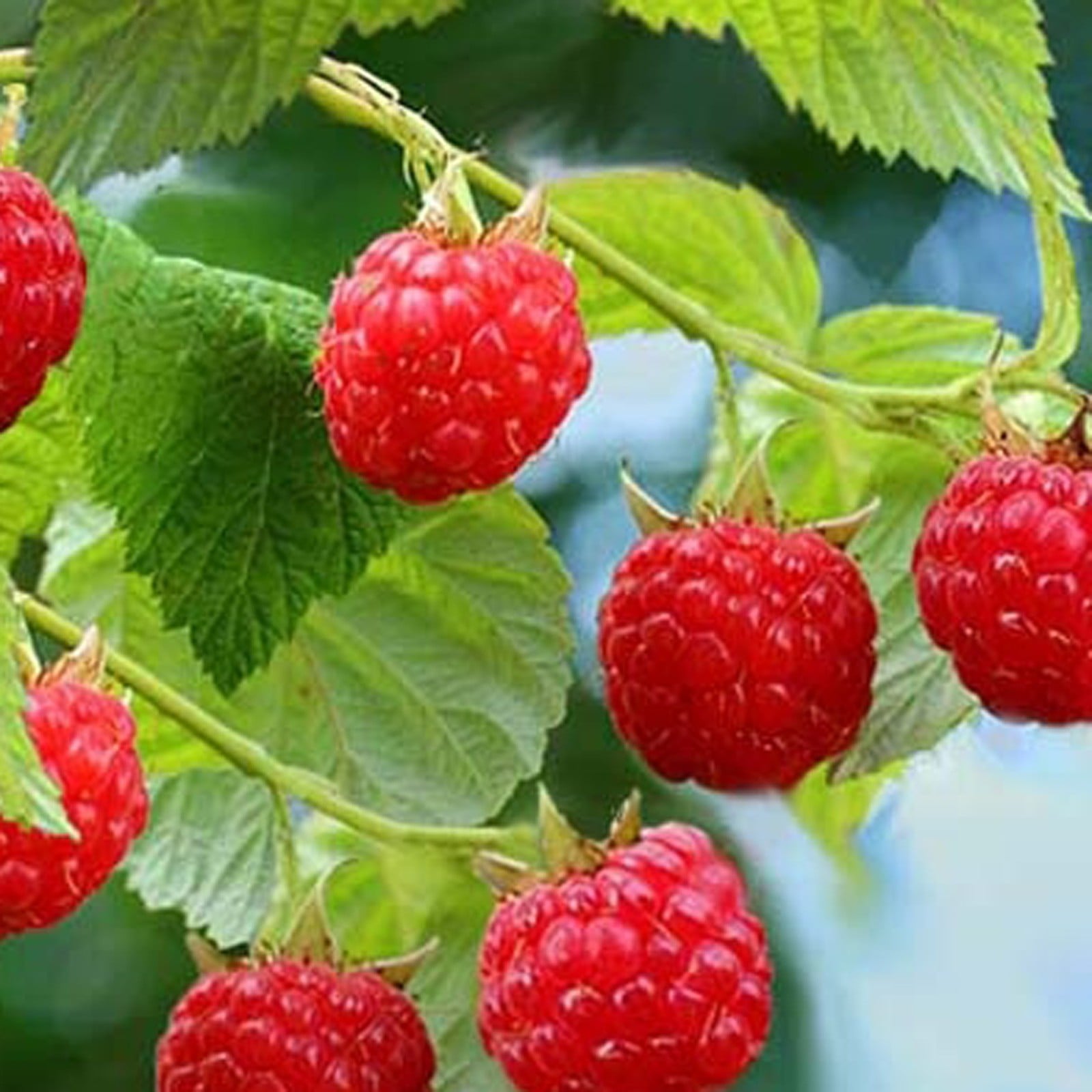 Raspberry Malling (pack of 6 canes) - Harrod Horticultural