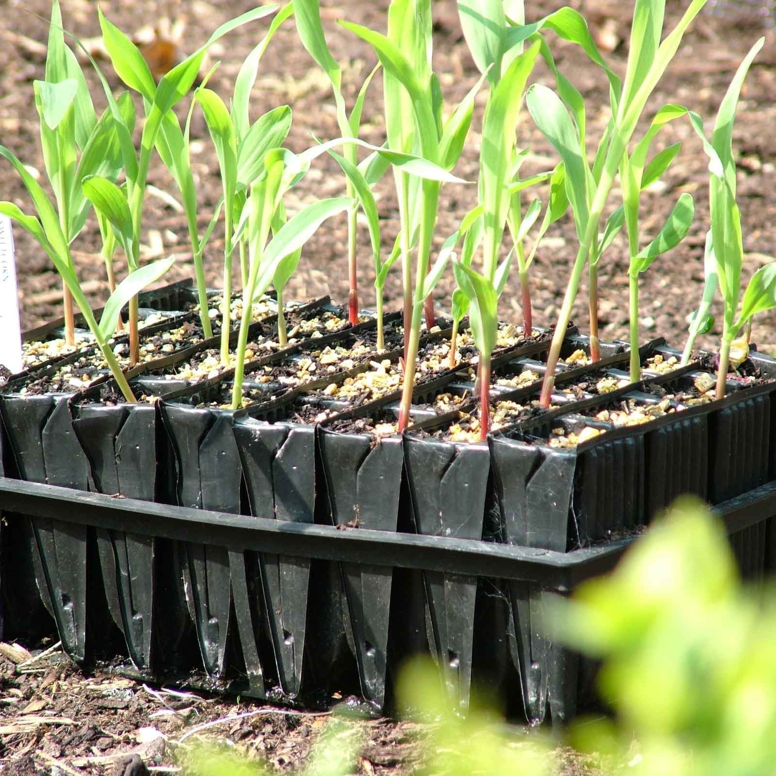 Rootrainers - Harrod Horticultural (UK)