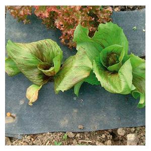 Slug and Snail Shocka Mats - Harrod Horticultural
