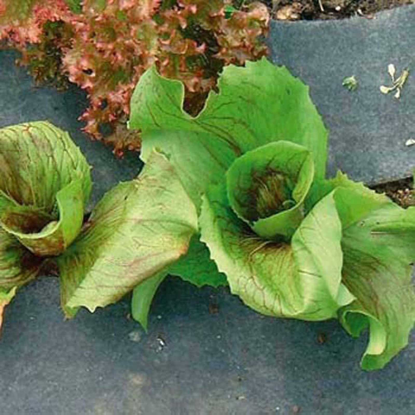 Slug & Snail Shocka Rolls - Harrod Horticultural