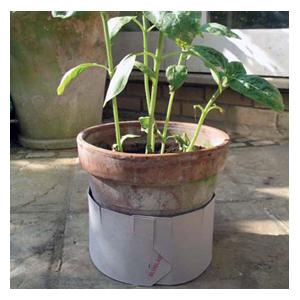 Slug Lady Red - Harrod Horticultural (UK)