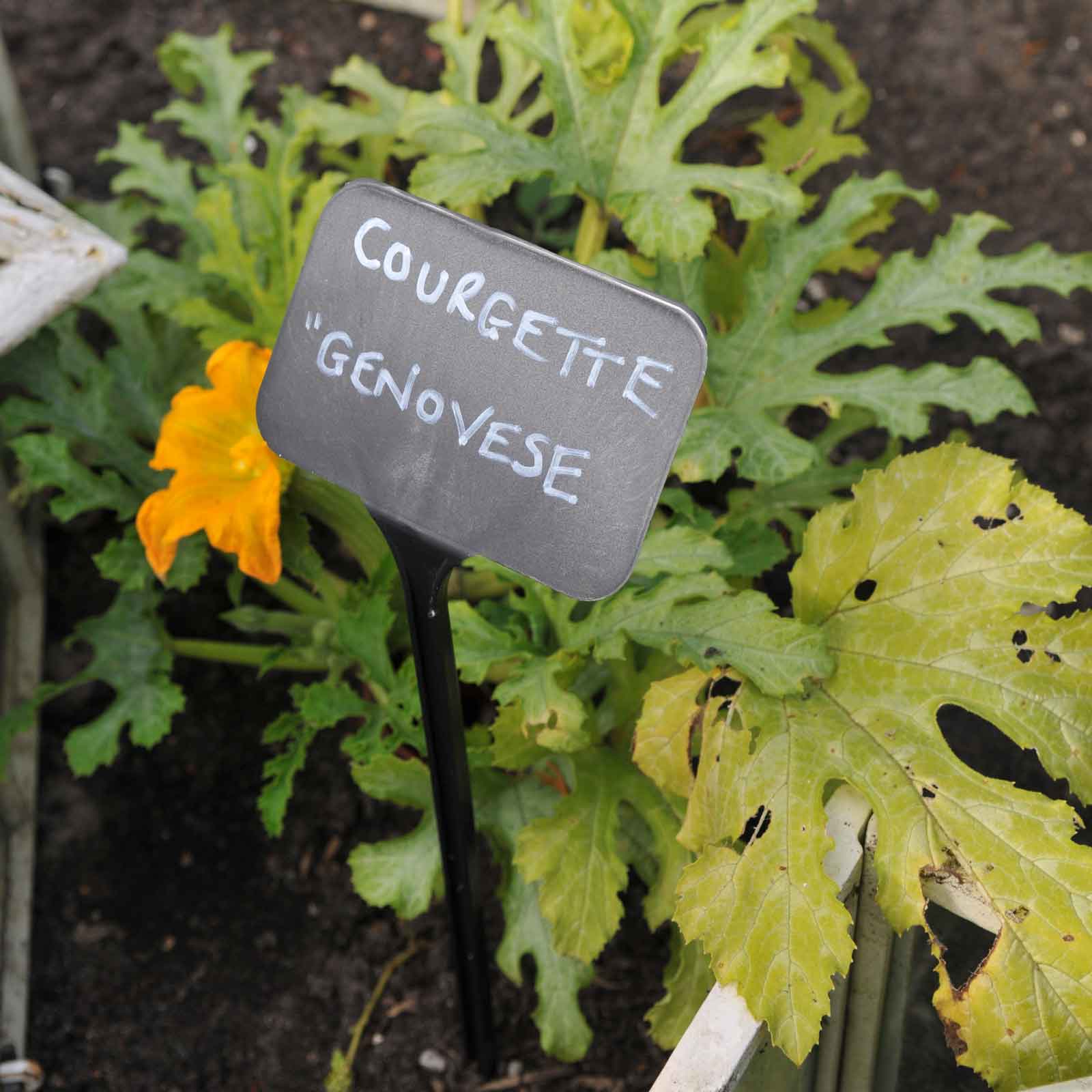 Small Black Plastic Labels, Angled Head (10 Pack) - Harrod Horticultural