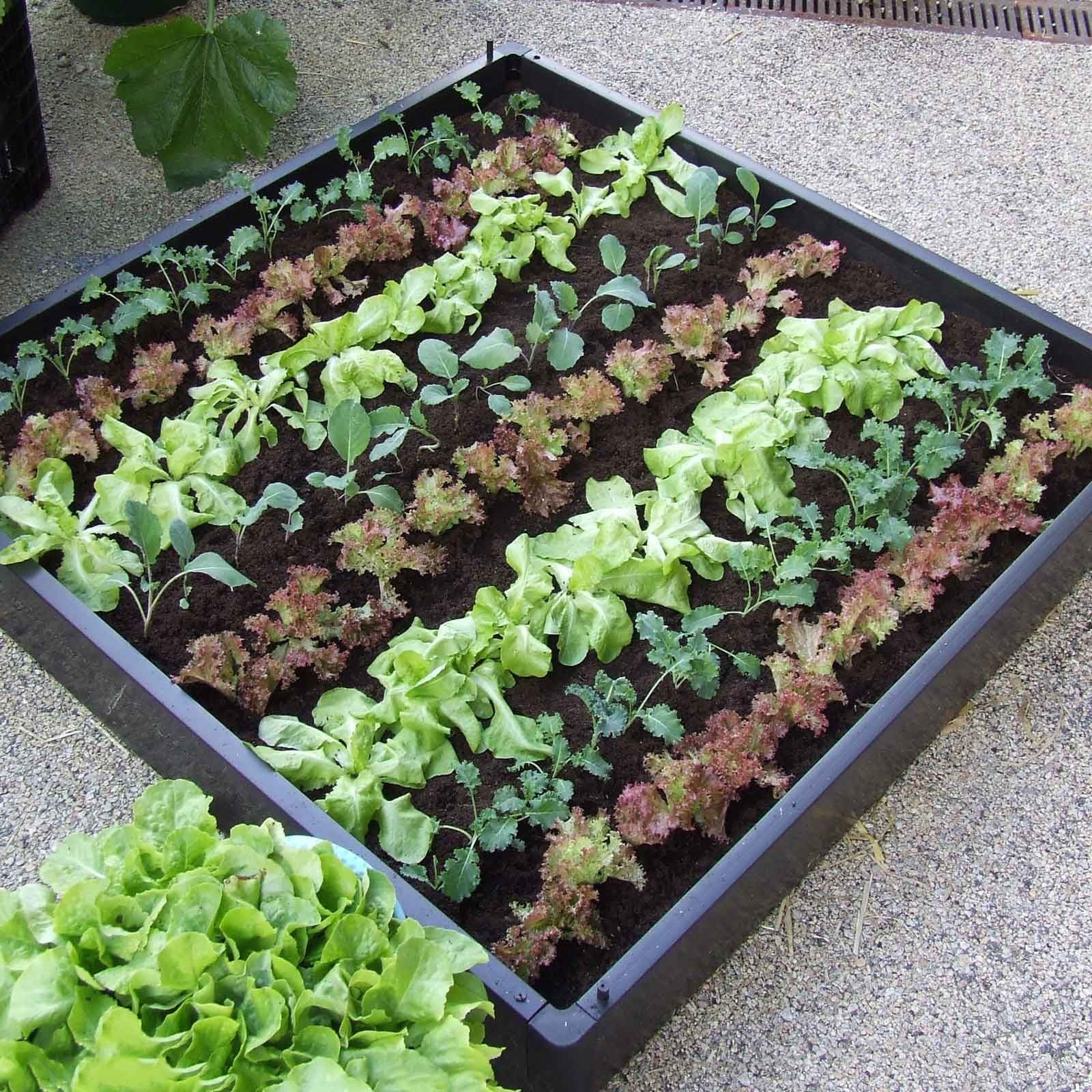 Small Vegetable Patch Harrod Horticultural Small Vegetable Patch Harrod Horticultural