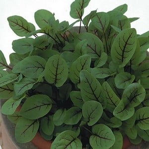 Sorrel Red Veined Sorrel - Organic Plant Packs - Harrod Horticultural