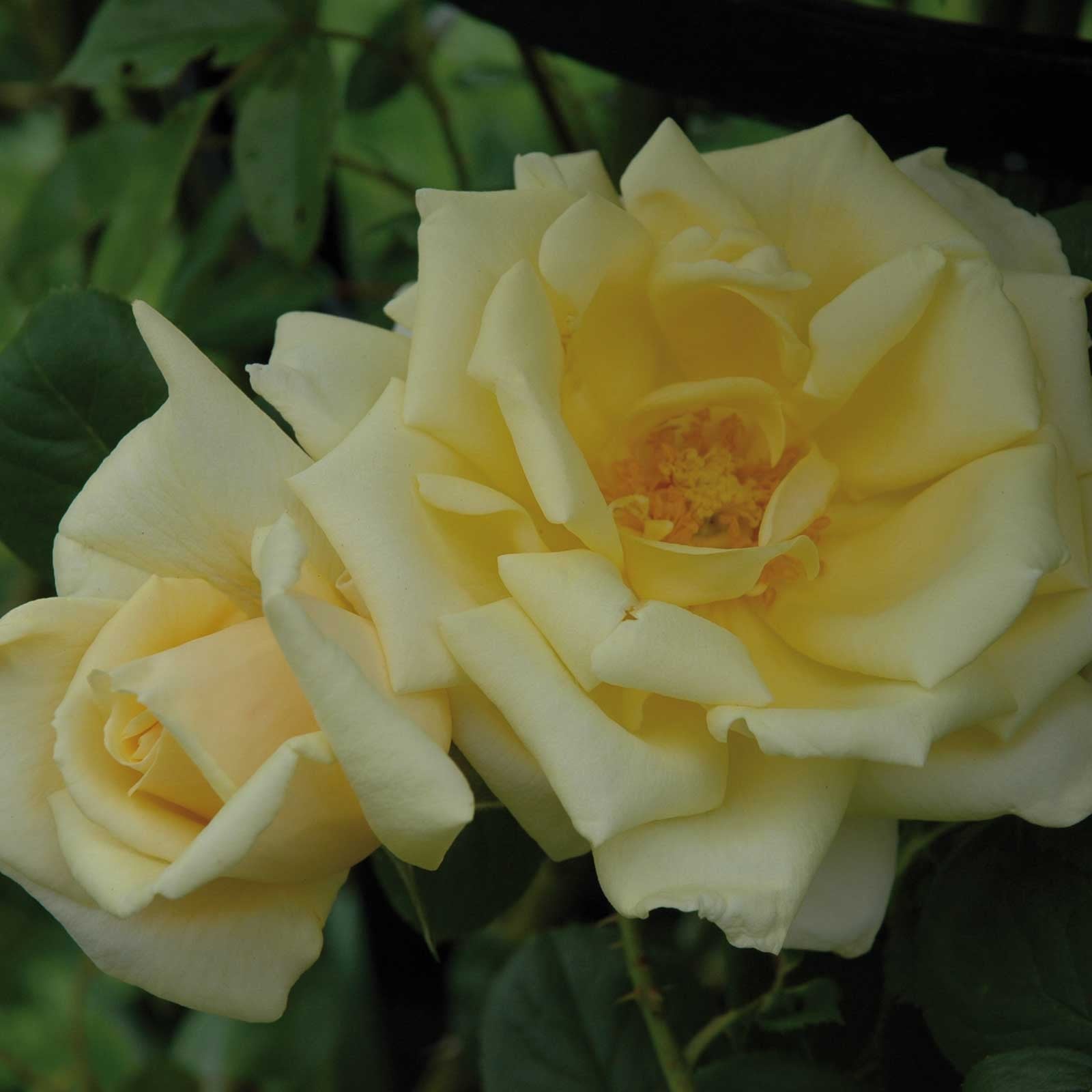 Stamfords Sanctuary Climbing Rose - Harrod Horticultural