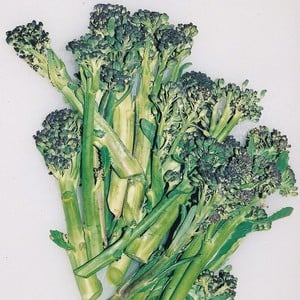 Summer Purple Sprouting Broccoli - Organic Plant Packs - Harrod ...