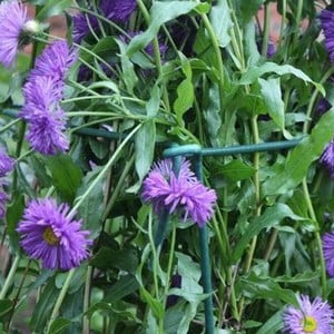 The Original Link Stakes - Plant Supports at Harrod Horticultural
