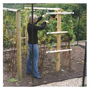 Timber Raspberry Supports - Harrod Horticultural