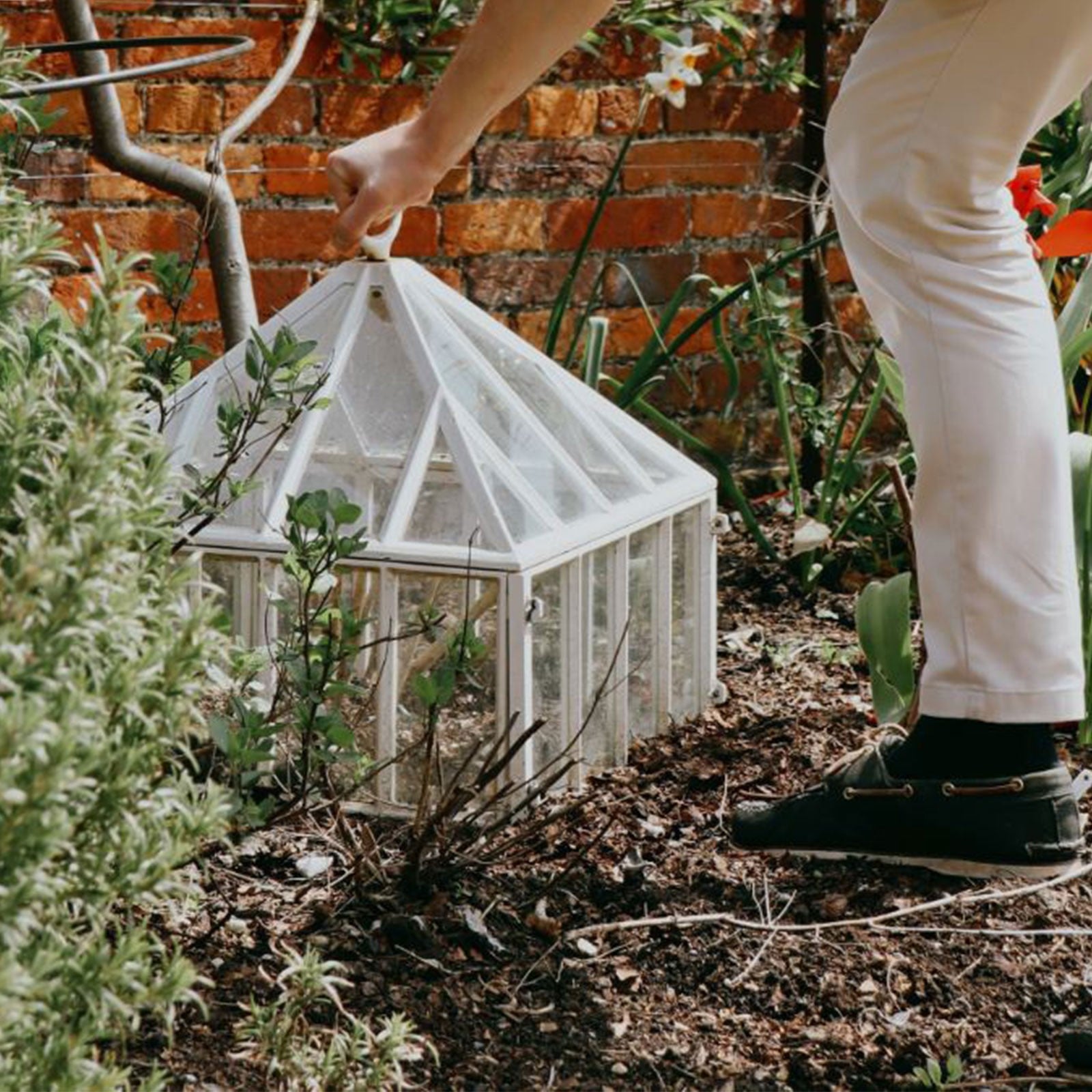 Victorian Garden Cloche - Harrod Horticultural