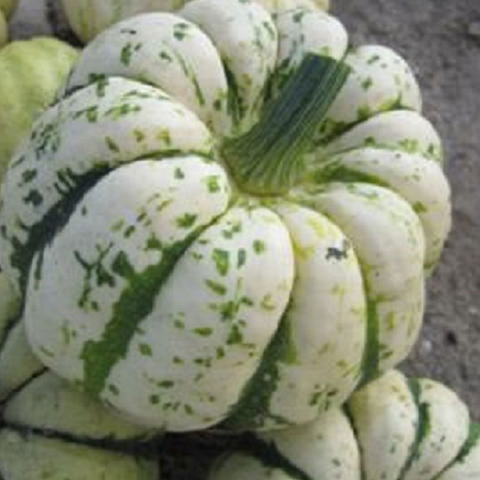 Winter Squash Sweet Dumpling - Organic Plant Packs - Harrod Horticultural