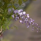Wisteria Umbrella Plant Support - Harrod Horticultural