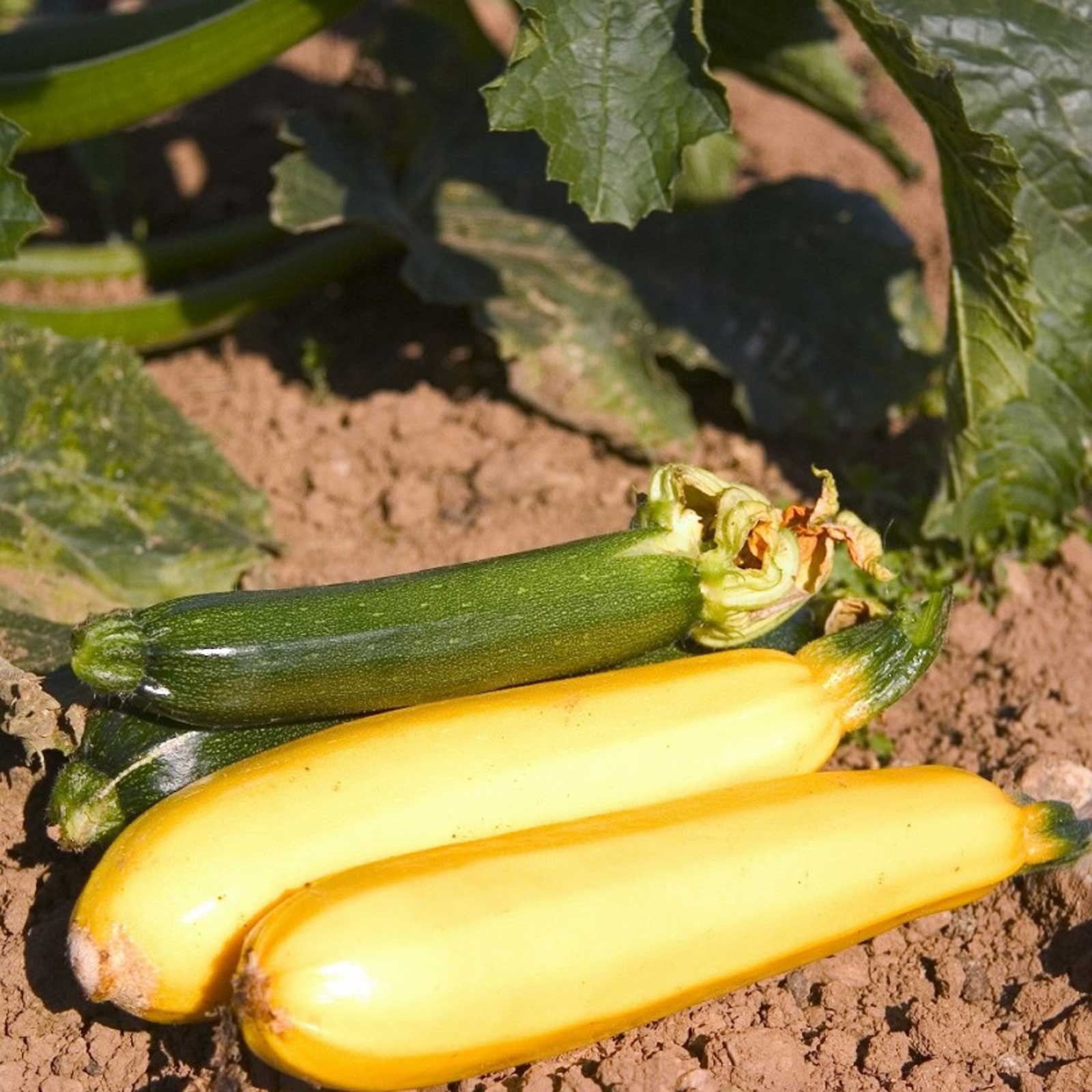 Yellow Courgette Atena Polka - Organic Plant Packs - Harrod Horticultural